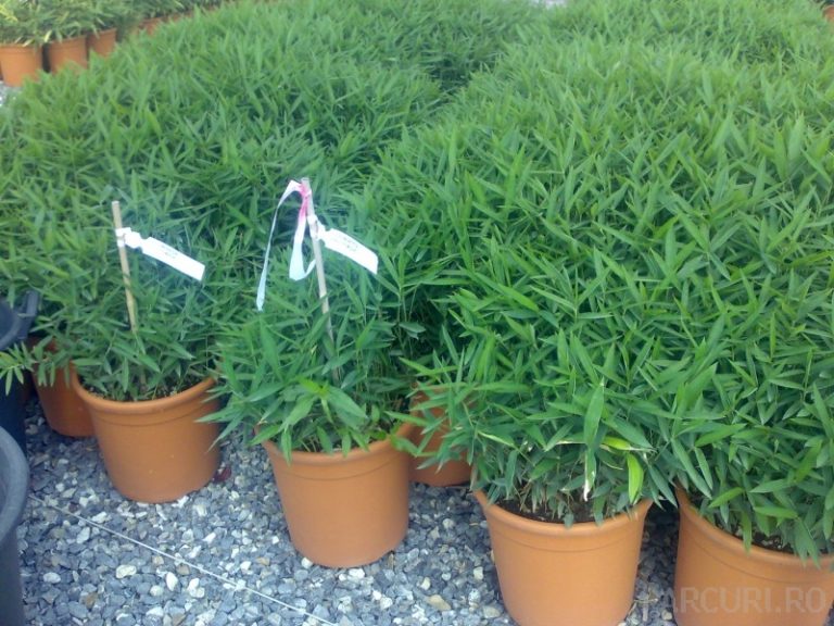 Plantare de arbori, arbusti și flori de grădină în containere sau cu ...