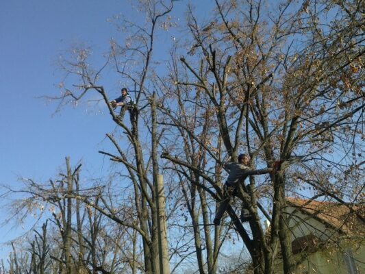 Intretinere arbori si pomi fructiferi - Gardenis