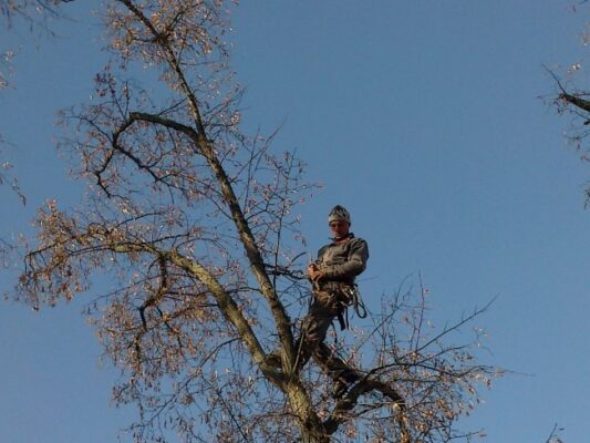 Intretinere arbori si pomi fructiferi - Gardenis